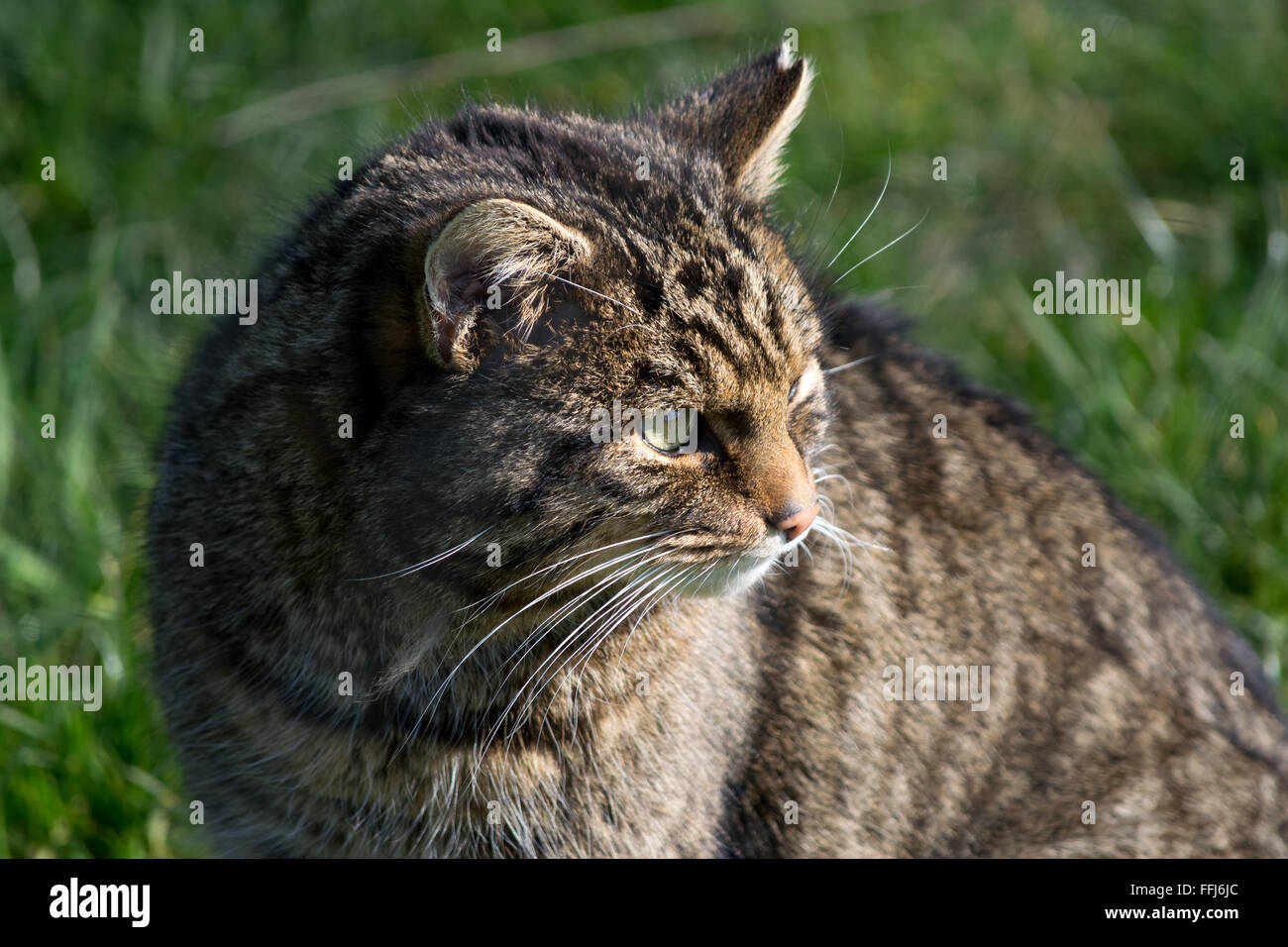 European Wildcat (felis silvestris silvestris Stock Photo - Alamy