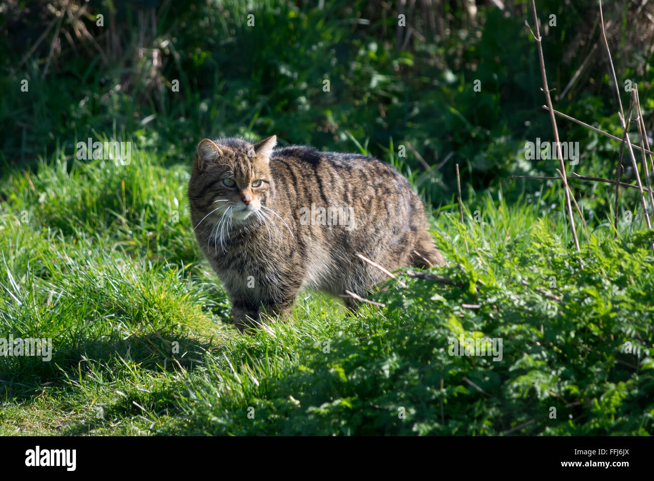 European Wildcat (felis silvestris silvestris Stock Photo - Alamy