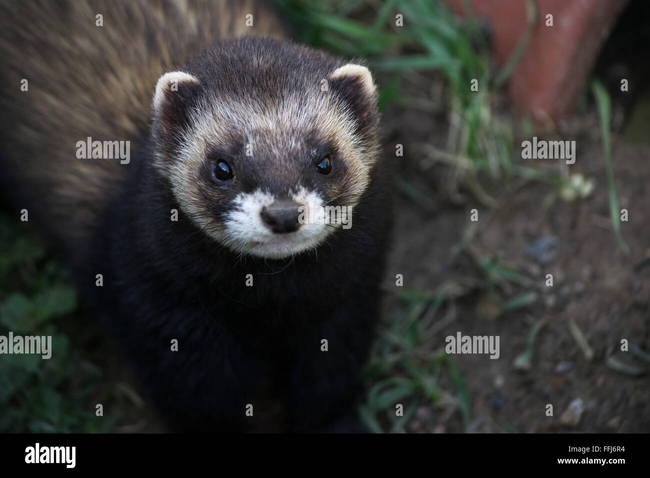 Close-up shot of an European Polecat (mustela putorius Stock Photo - Alamy