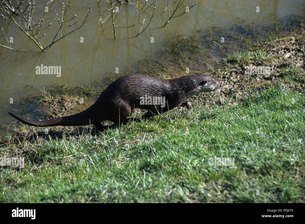 Eurasian Otter (Lutra lutra) in natural habitat Stock Photo - Alamy