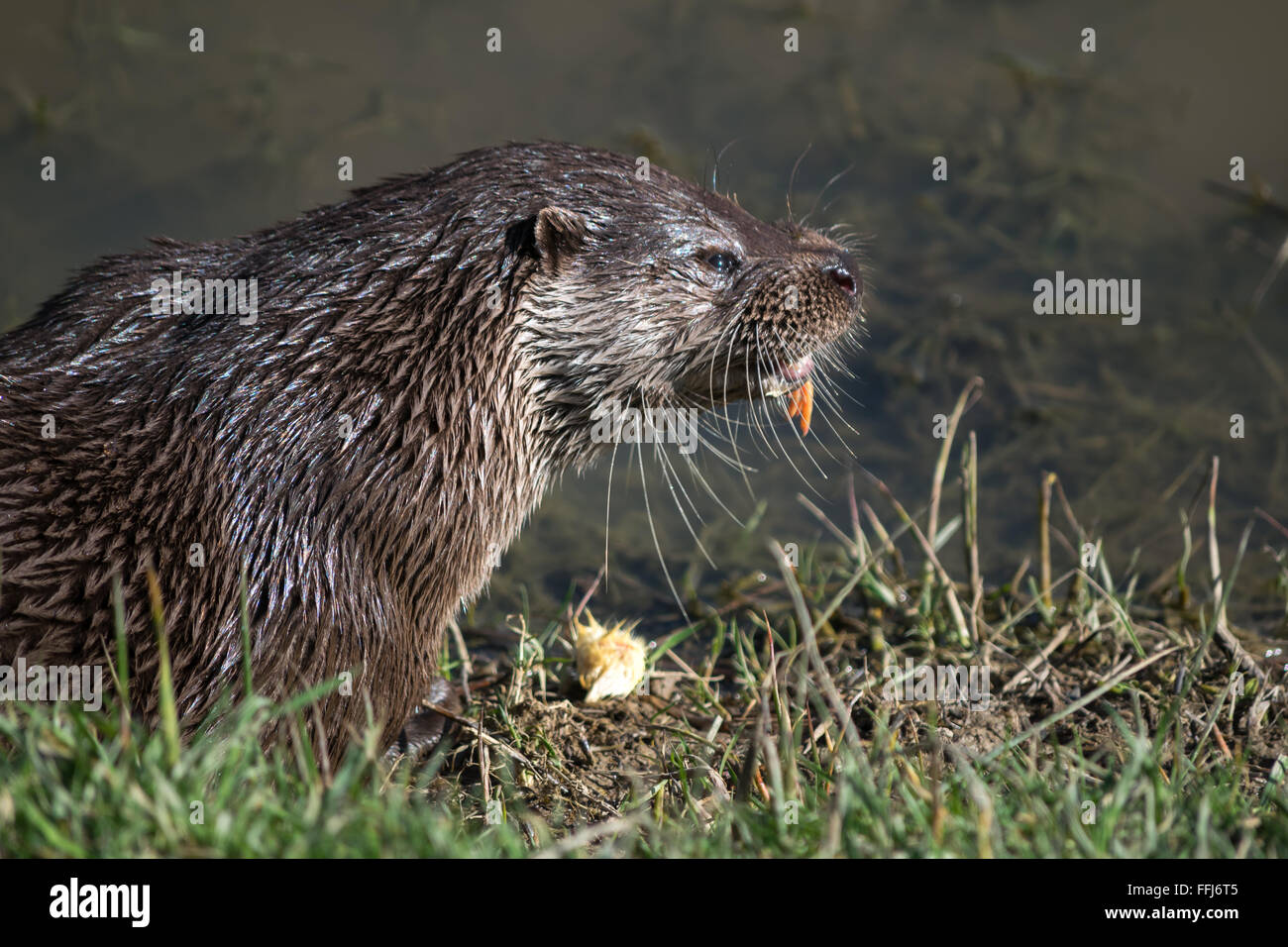 Eurasian Otter (Lutra lutra) in natural habitat Stock Photo - Alamy