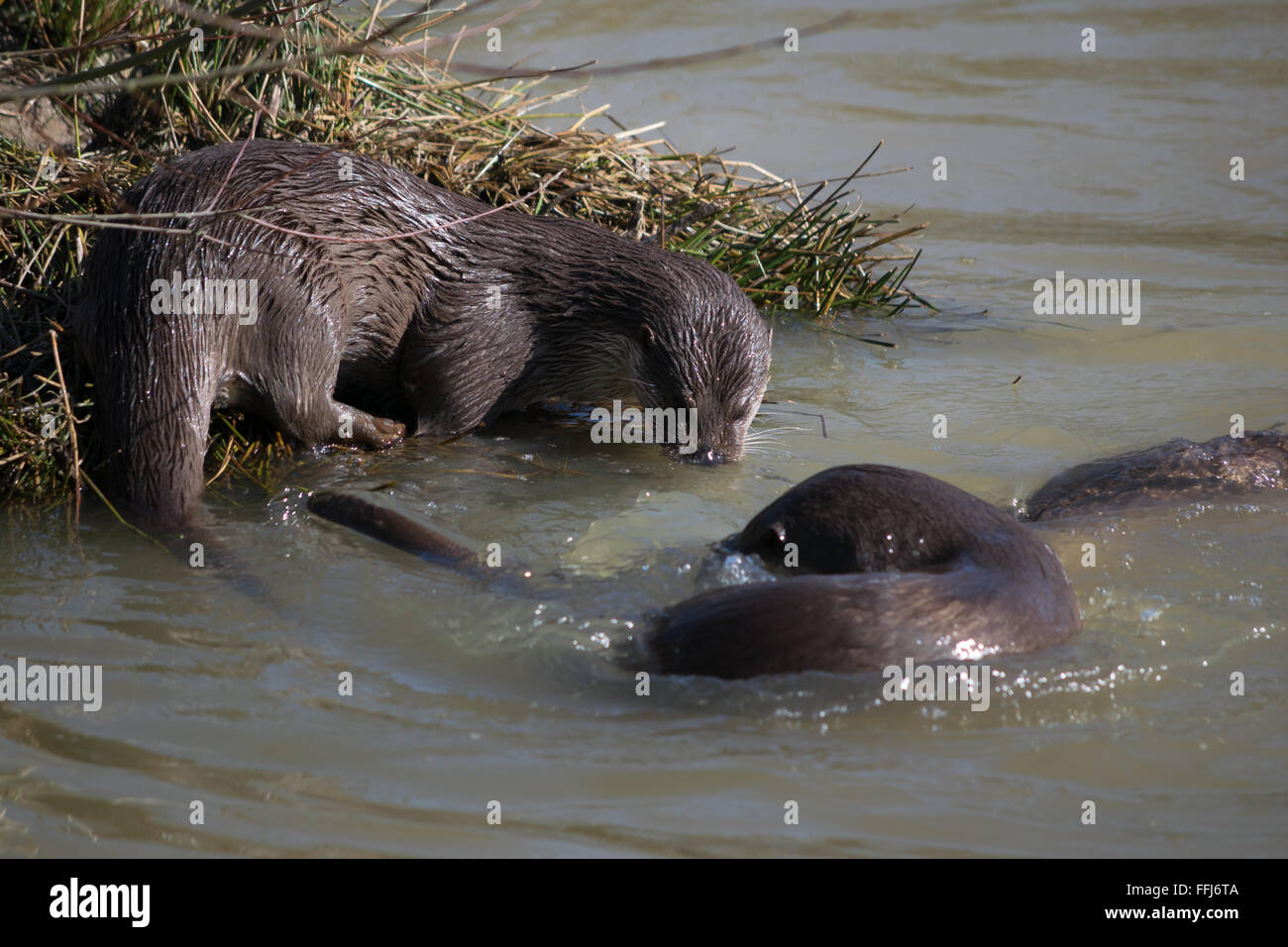 Eurasian Otter (Lutra lutra) in natural habitat Stock Photo - Alamy