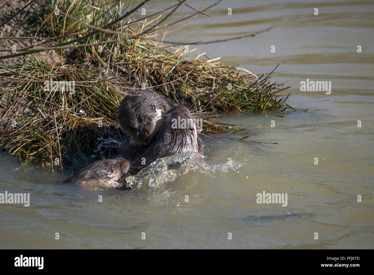 Eurasian Otter (Lutra lutra) in natural habitat Stock Photo - Alamy