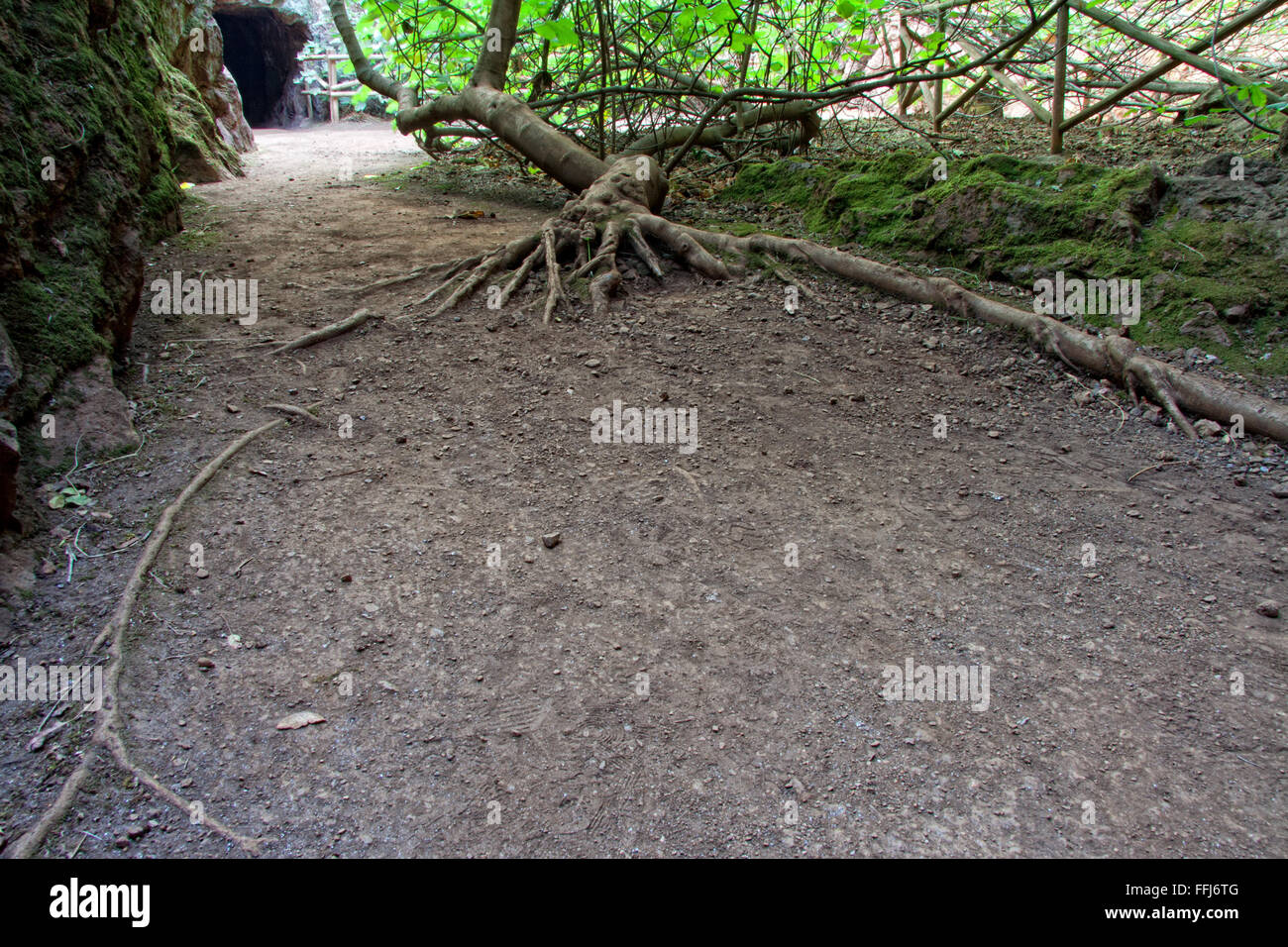 mine roots fig tree, Mine The Jayona is an old iron mine located near ...