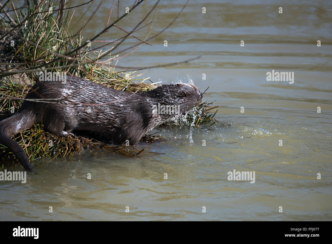 Eurasian Otter (Lutra lutra) in natural habitat Stock Photo - Alamy