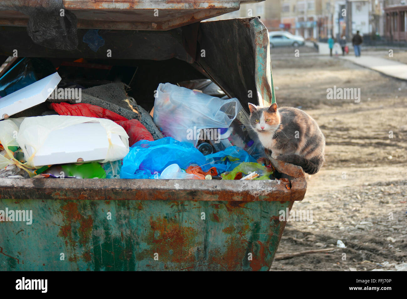 Feral cat sitting on trash dumpster full of garbage Stock Photo - Alamy