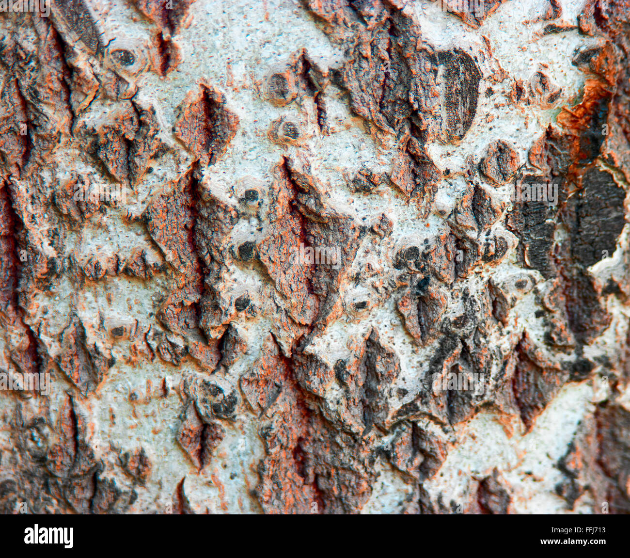 Bark of a maple tree. Close up. Texture image background Stock Photo ...