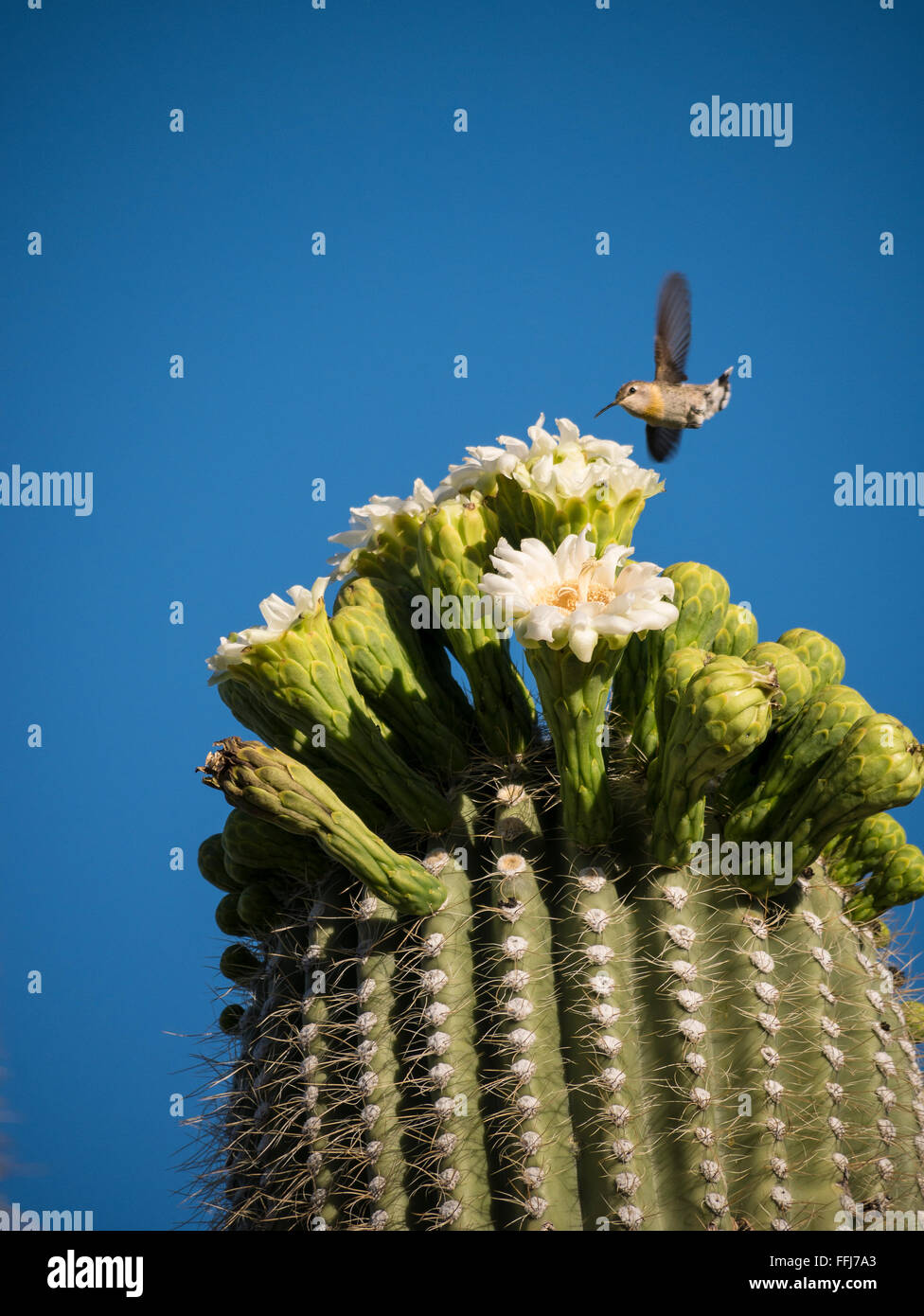 Hummingbird on saguaro blossoms, Lost Dutchman State Park, Apache ...