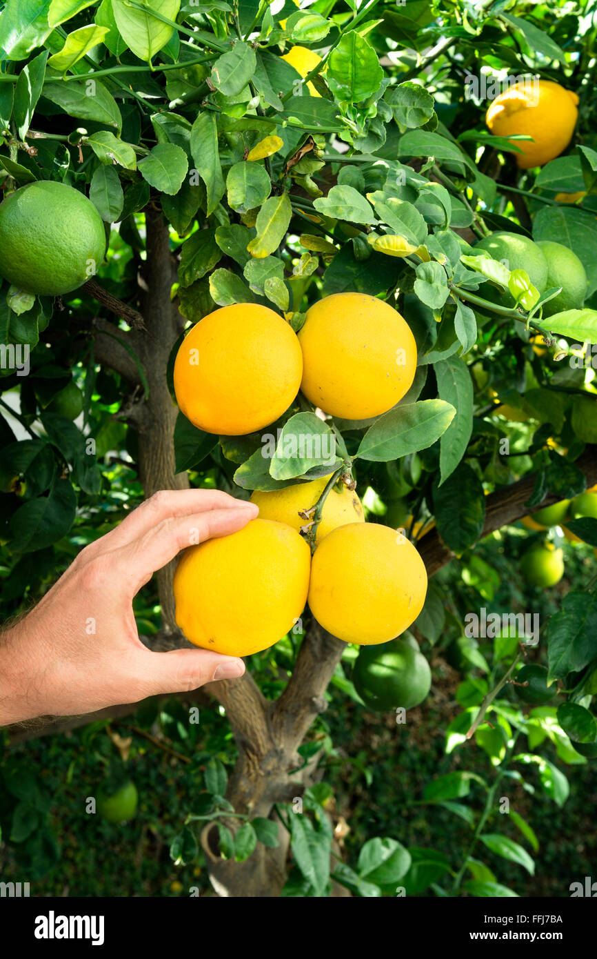 A man snips three ripe lemons from a lemon tree to make lemonade Stock ...