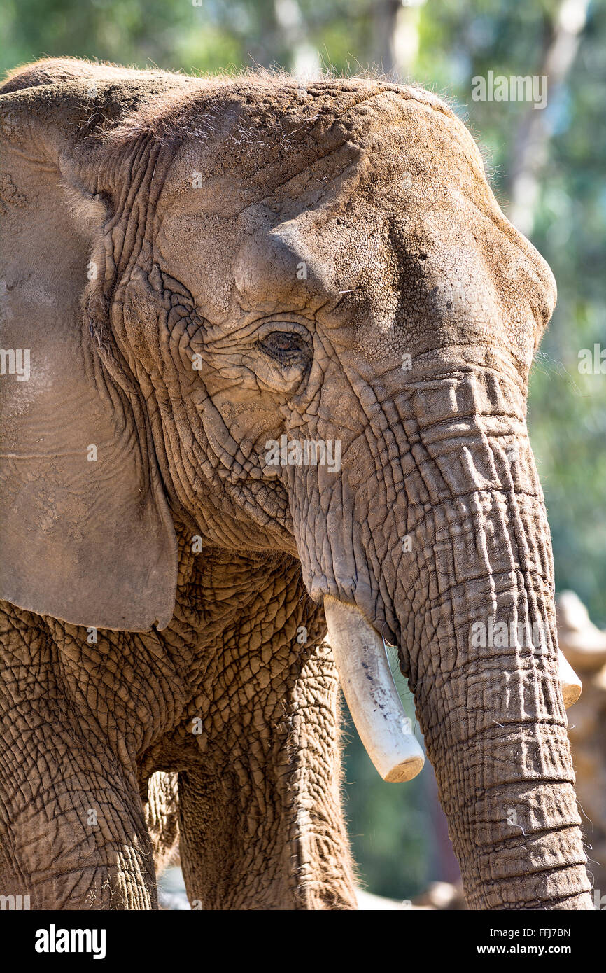 Giant elephant hi-res stock photography and images - Alamy