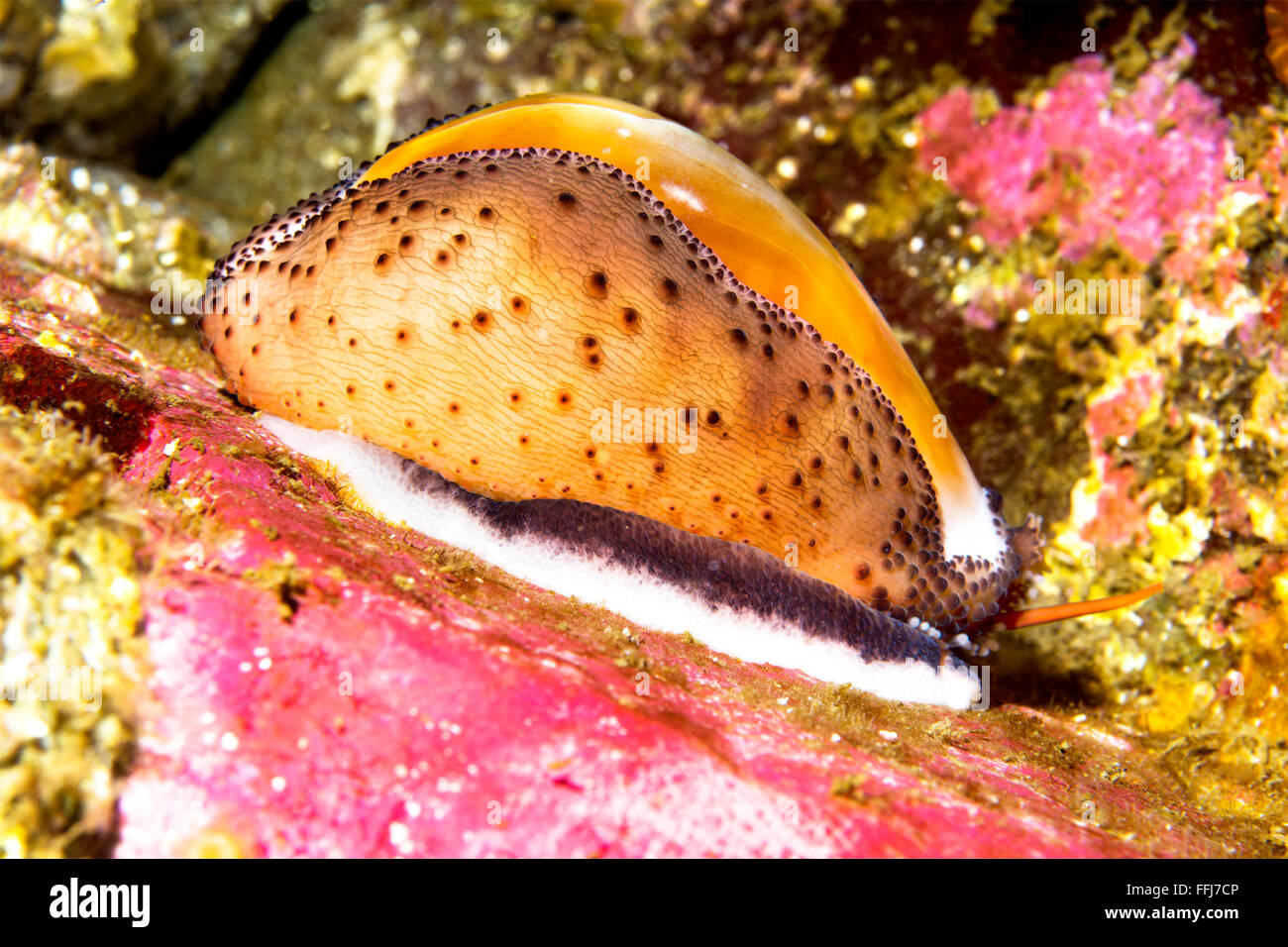 Cowry shell hi-res stock photography and images - Alamy