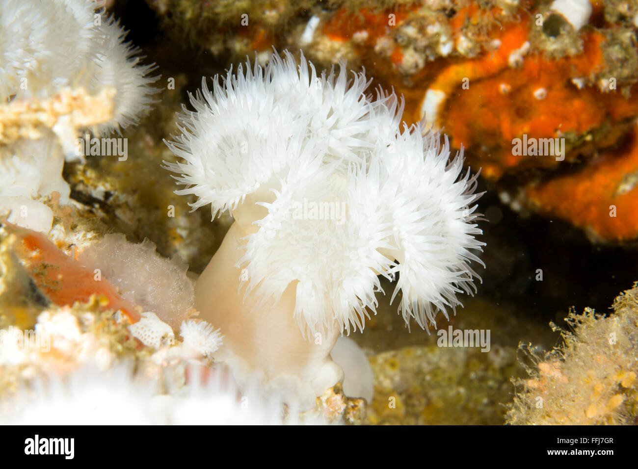 White Anemone Saltwater