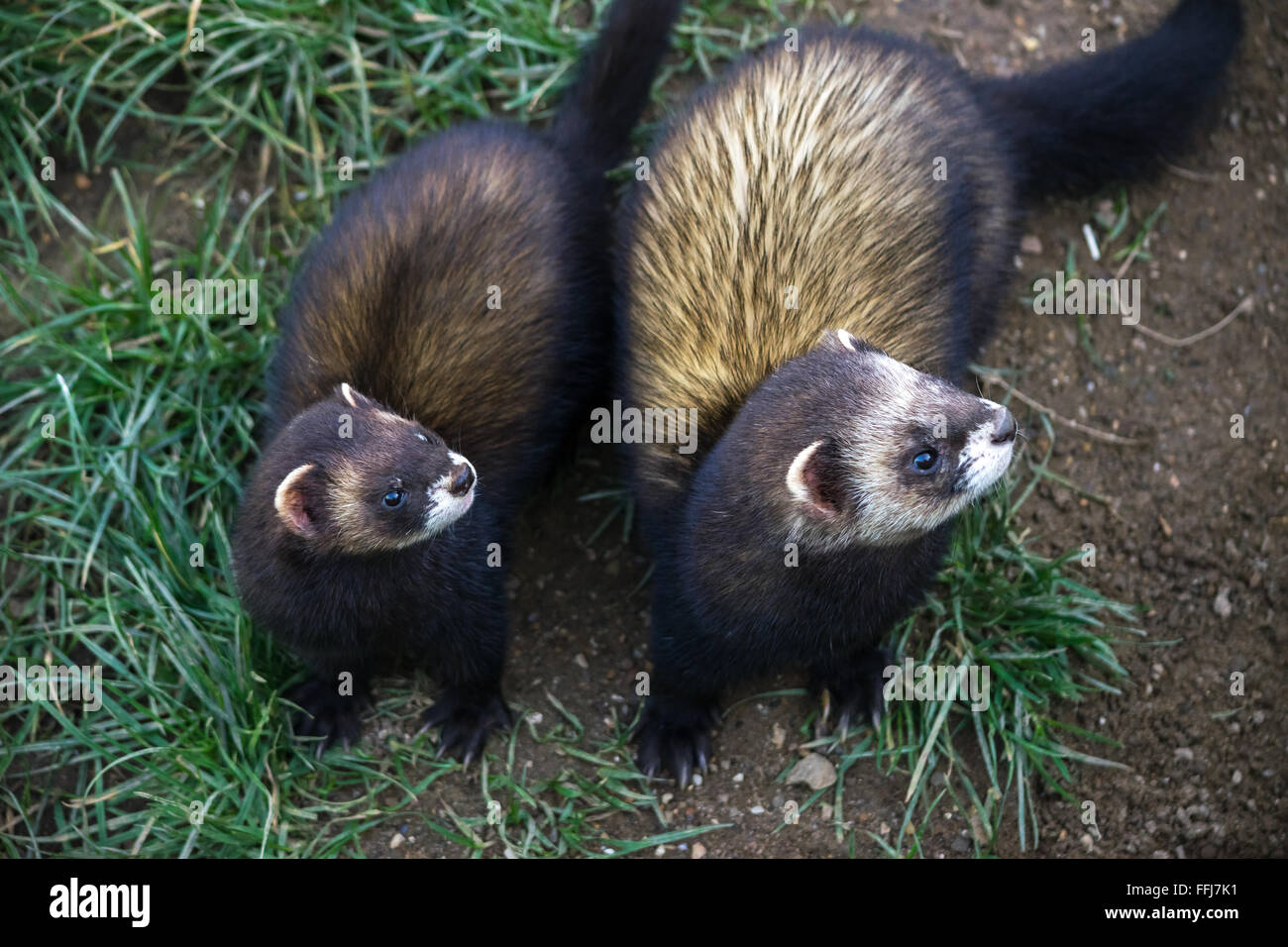 Striped Polecat High Resolution Stock Photography and Images - Alamy