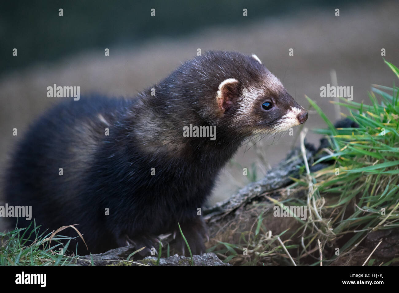European Polecat (mustela putorius Stock Photo - Alamy