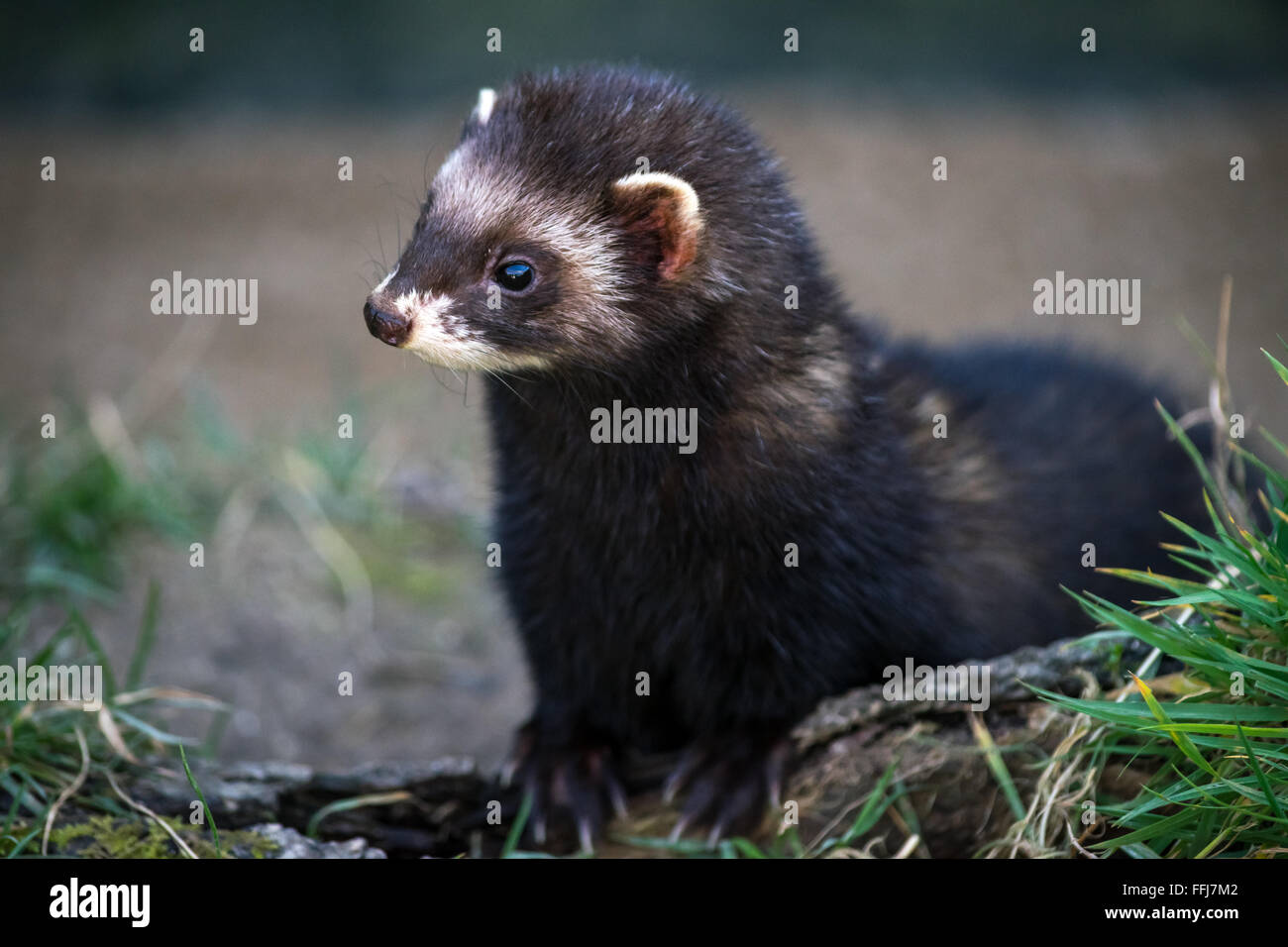 European Polecat (Mustela putorius Stock Photo - Alamy