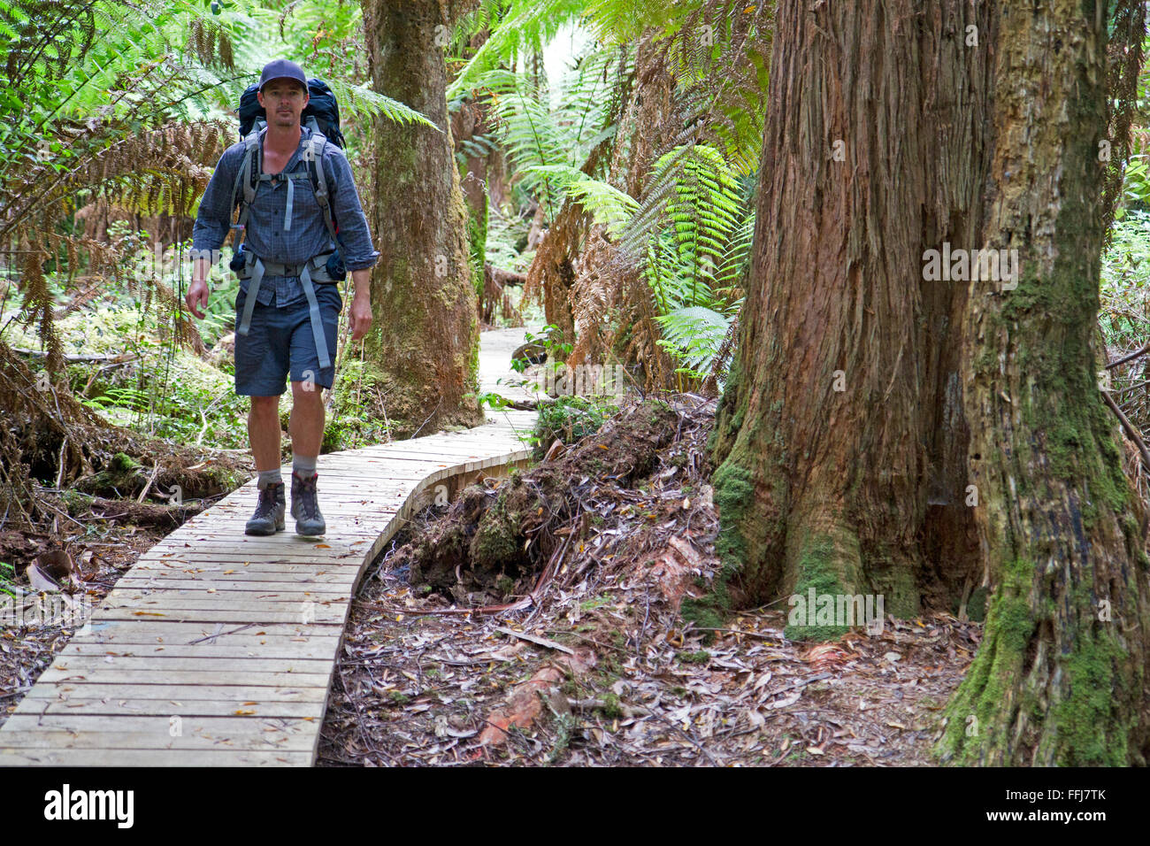 Hiking through rainforest hi-res stock photography and images - Alamy
