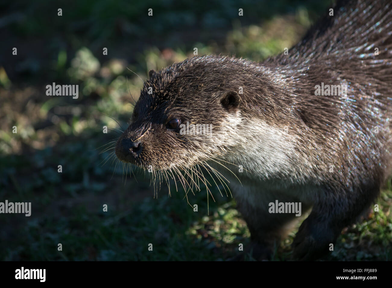 Eurasian Otter (Lutra lutra) in natural habitat Stock Photo - Alamy