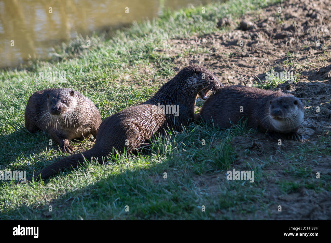 Eurasian Otter (Lutra lutra) in natural habitat Stock Photo - Alamy