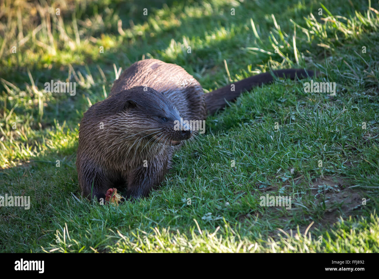 Eurasian Otter (Lutra lutra) in natural habitat Stock Photo - Alamy