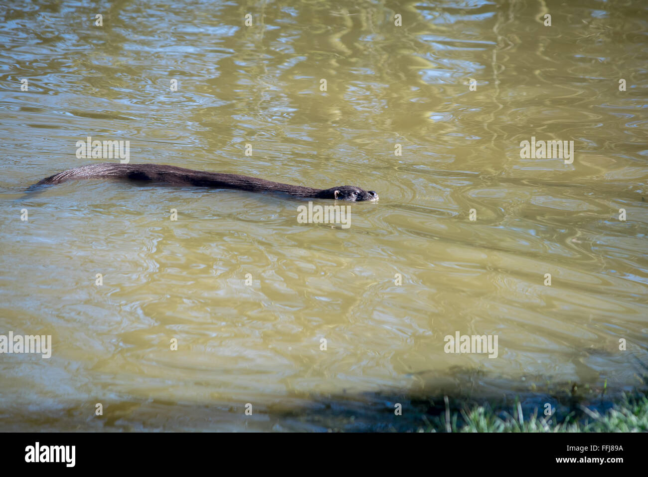 Eurasian Otter (Lutra lutra) in natural habitat Stock Photo - Alamy