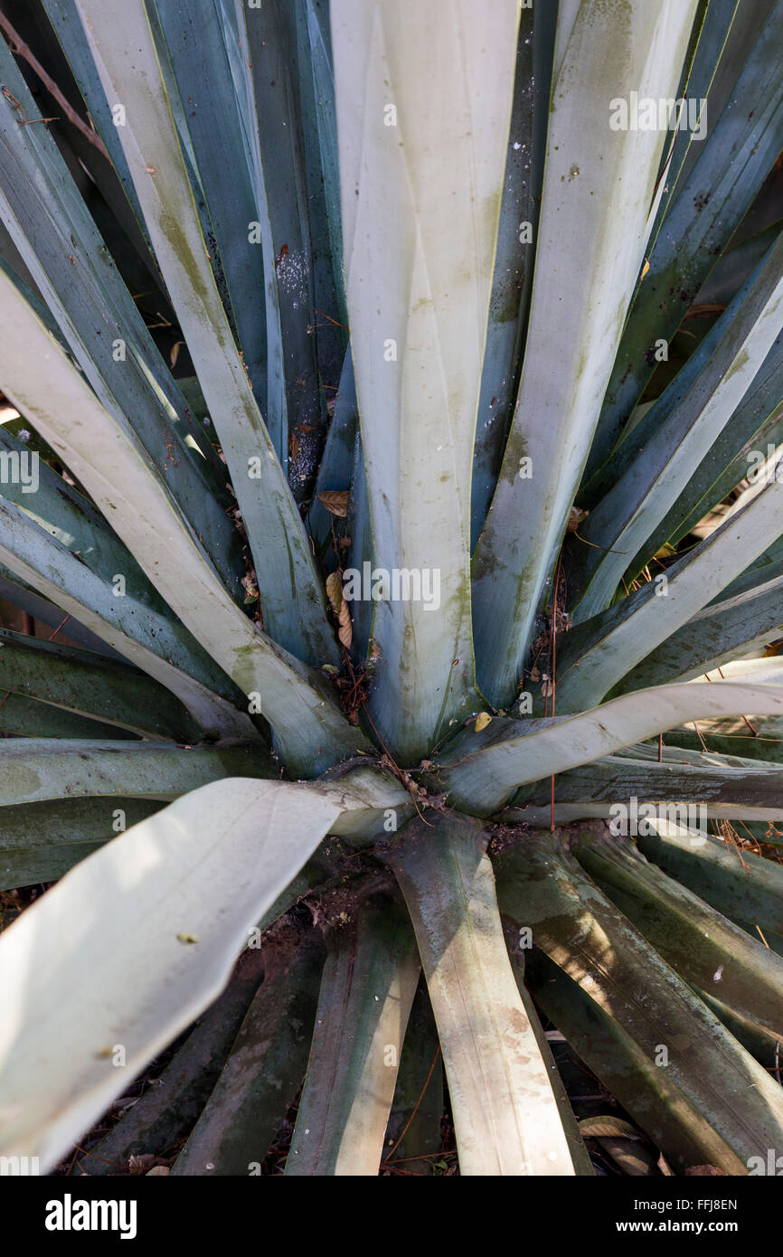 Mescal Agave Stock Photos & Mescal Agave Stock Images - Alamy