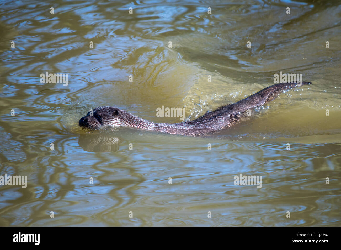 Eurasian Otter (Lutra lutra) in natural habitat Stock Photo - Alamy