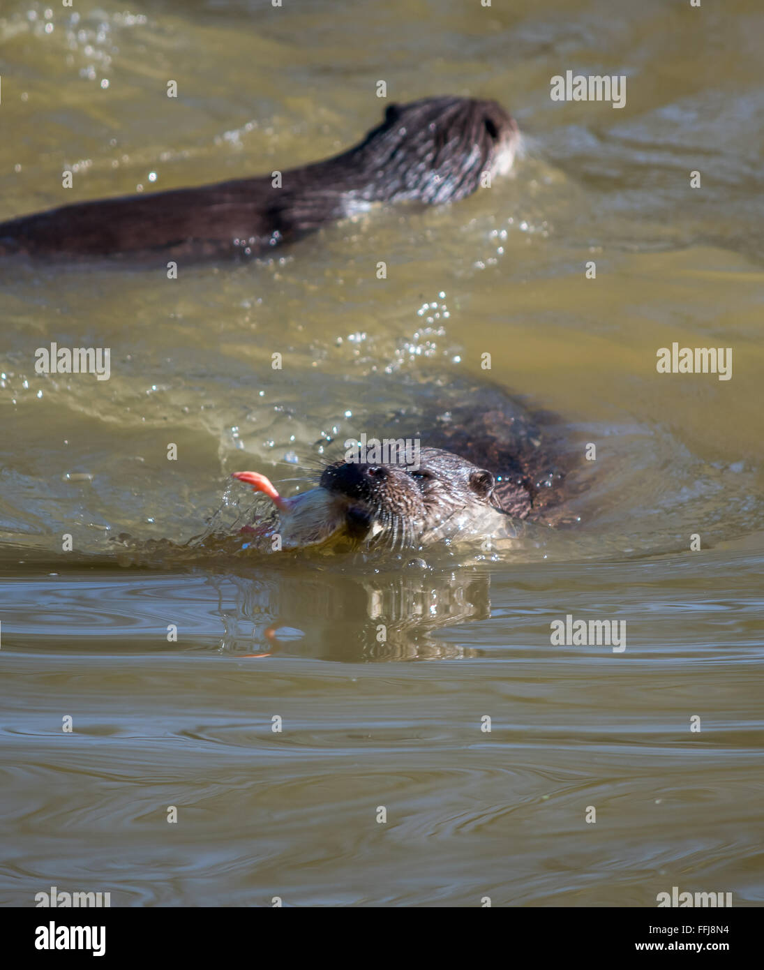 Eurasian Otter (Lutra lutra) in natural habitat Stock Photo - Alamy