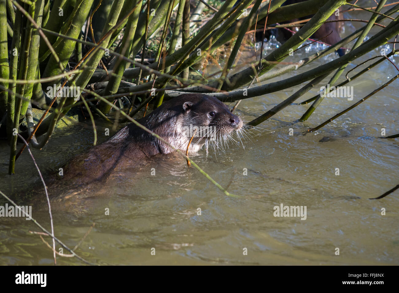 Eurasian Otter (Lutra lutra) in natural habitat Stock Photo - Alamy