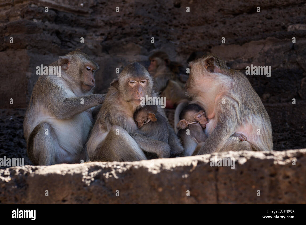Young long tailed macaques hi-res stock photography and images - Alamy