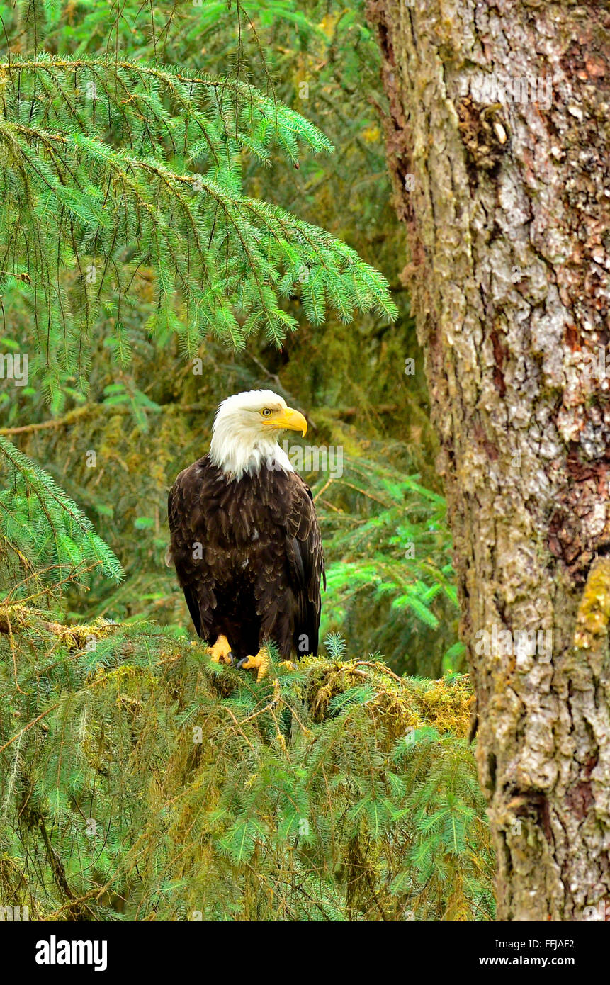 Bald Eagle Perched On Tree High Resolution Stock Photography and Images ...