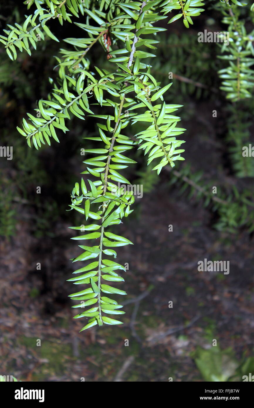 Totara tree hi-res stock photography and images - Alamy