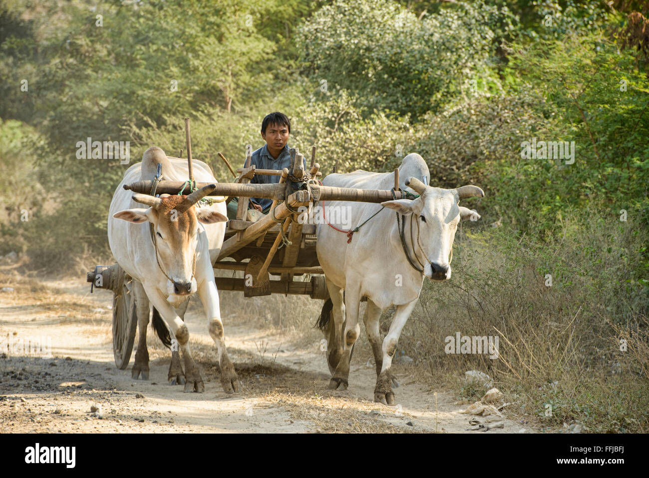 Cattle carts, still the primary means of travel in rural Burma, Chin ...