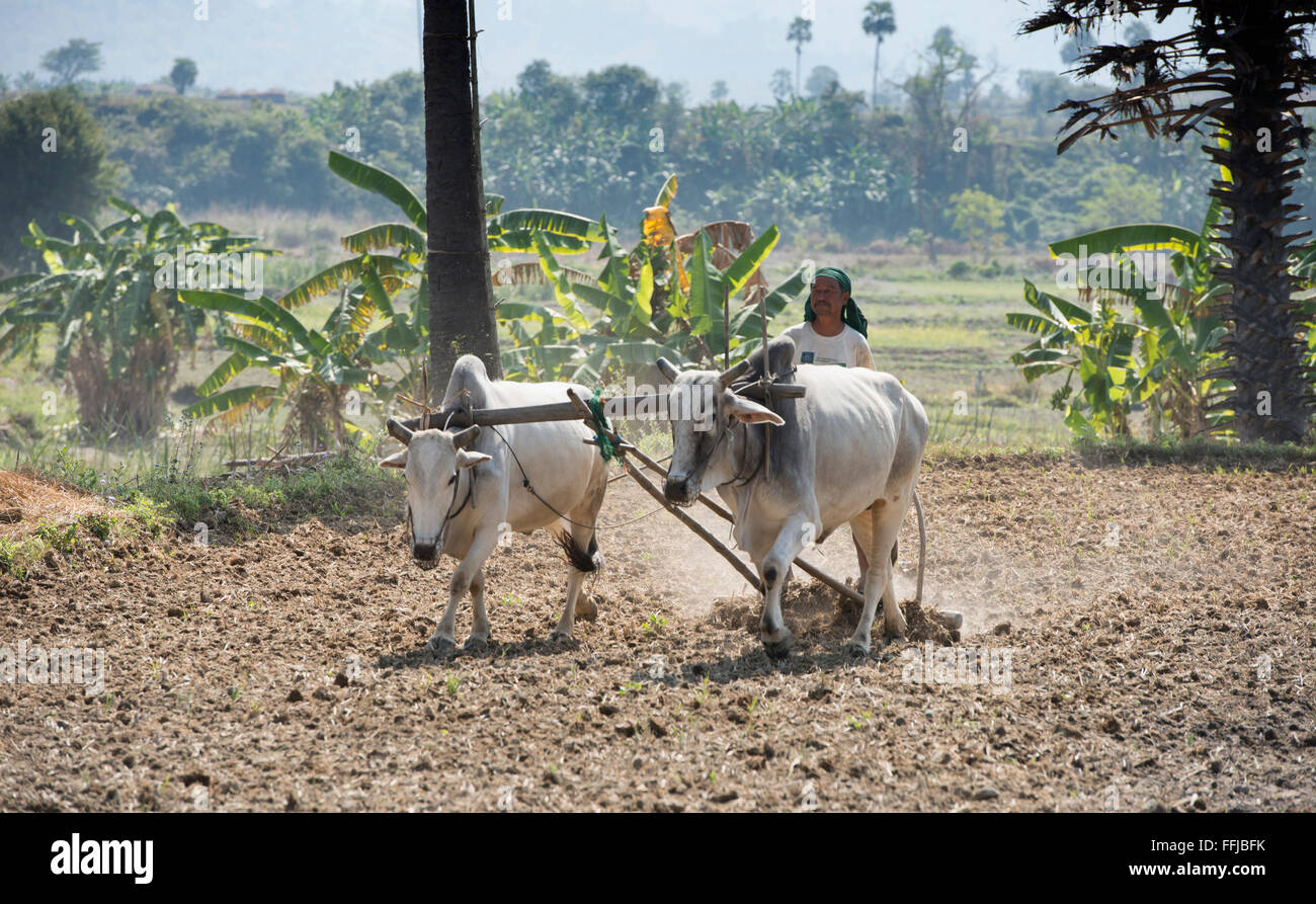 Farmer working his ox plow, Chin State, Myanmar Stock Photo - Alamy