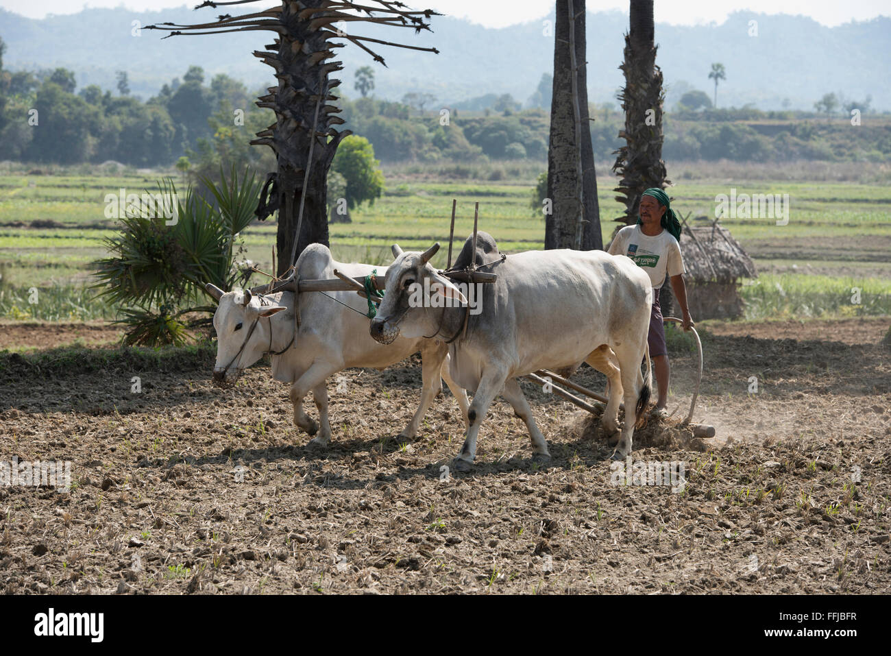Farmer working his ox plow, Chin State, Myanmar Stock Photo - Alamy