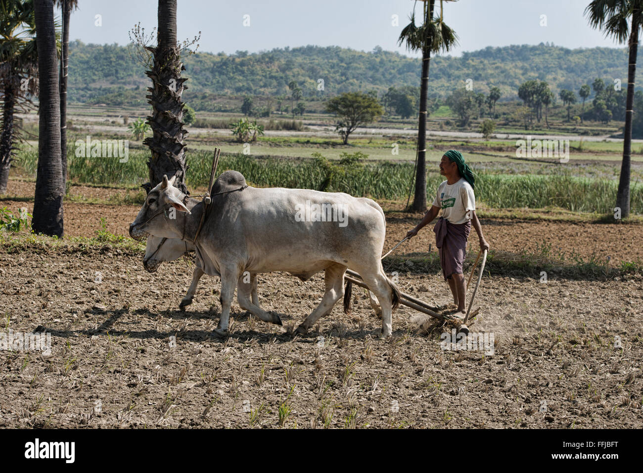 Ox Plow High Resolution Stock Photography and Images - Alamy