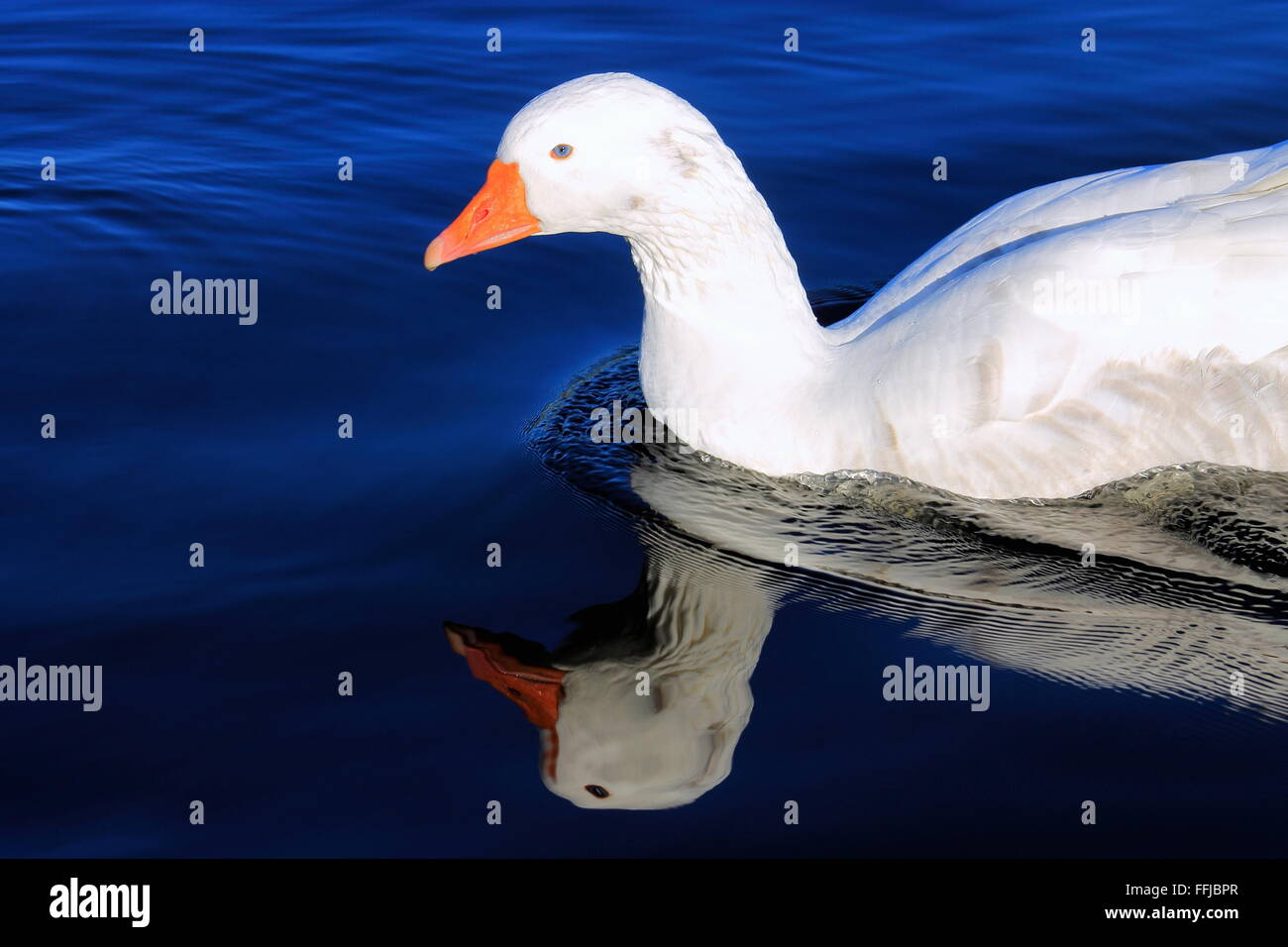 White Goose on Lake Stock Photo - Alamy