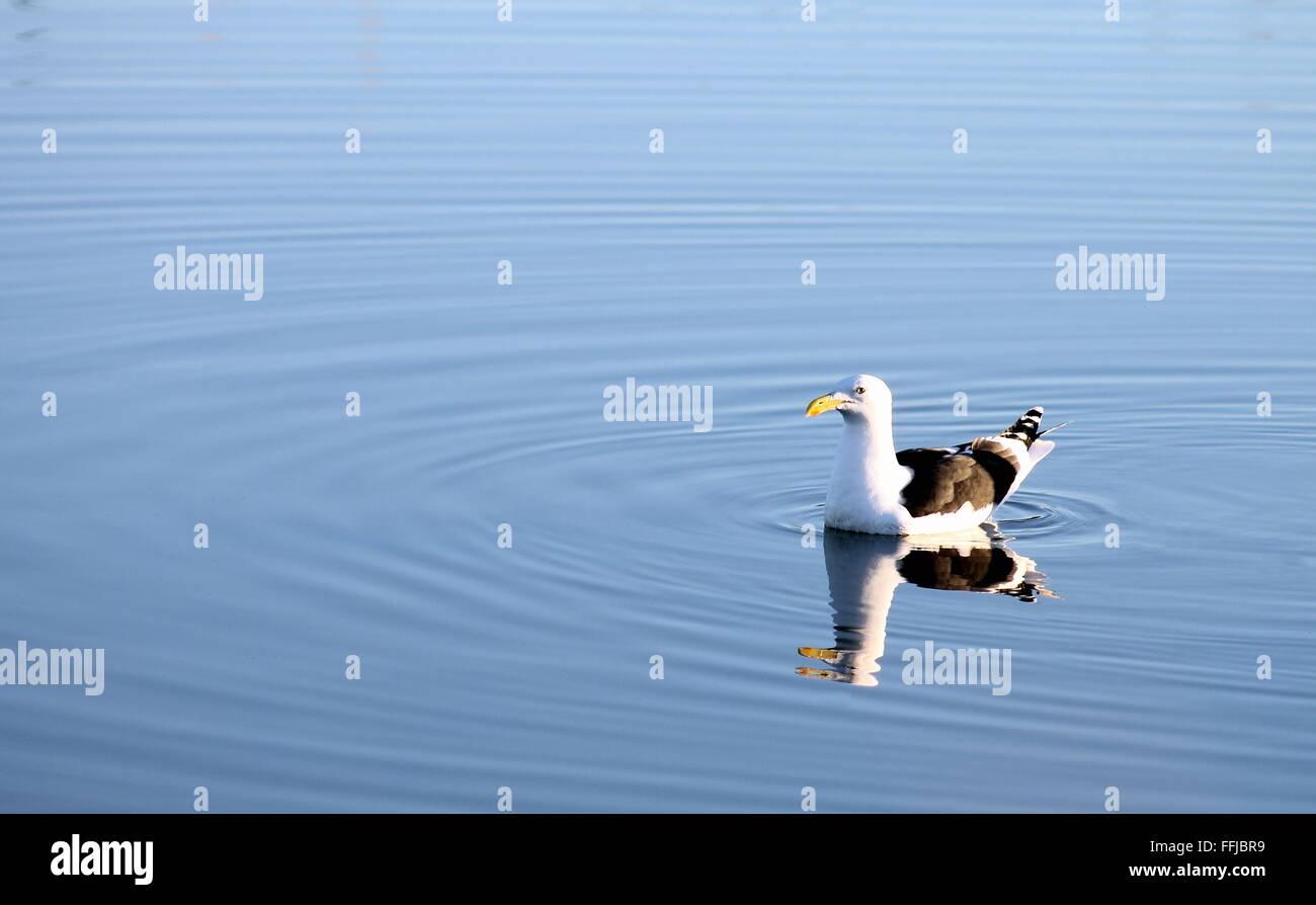 Kelp Gull (Larus dominicanus Stock Photo - Alamy