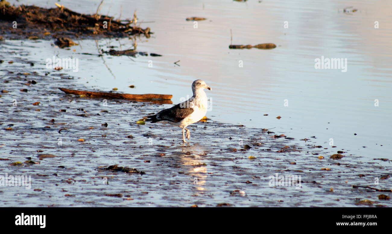 Juvenile kelp gull hi-res stock photography and images - Alamy