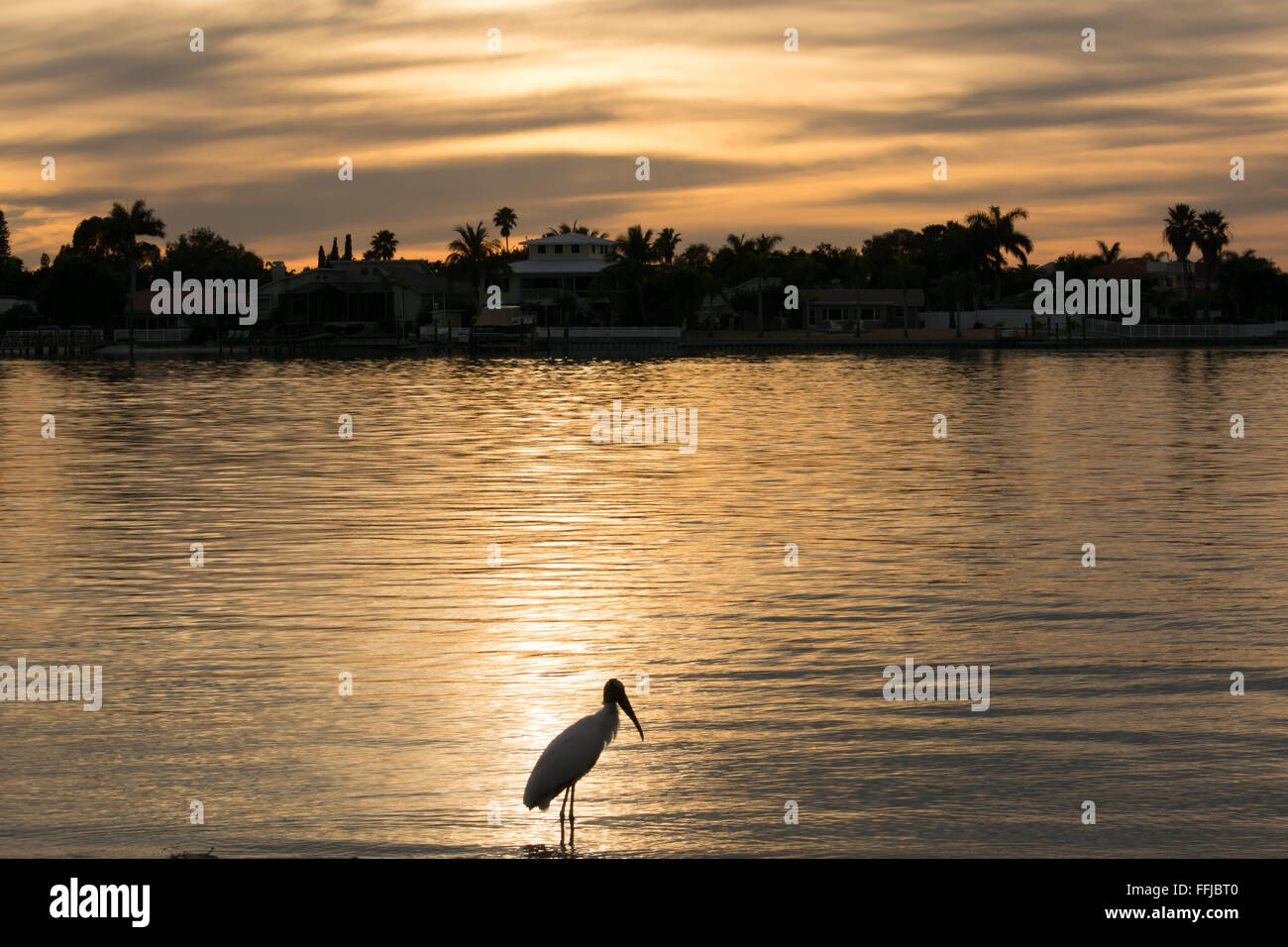 Lonely Wood Stork at the Sunset Stock Photo - Alamy