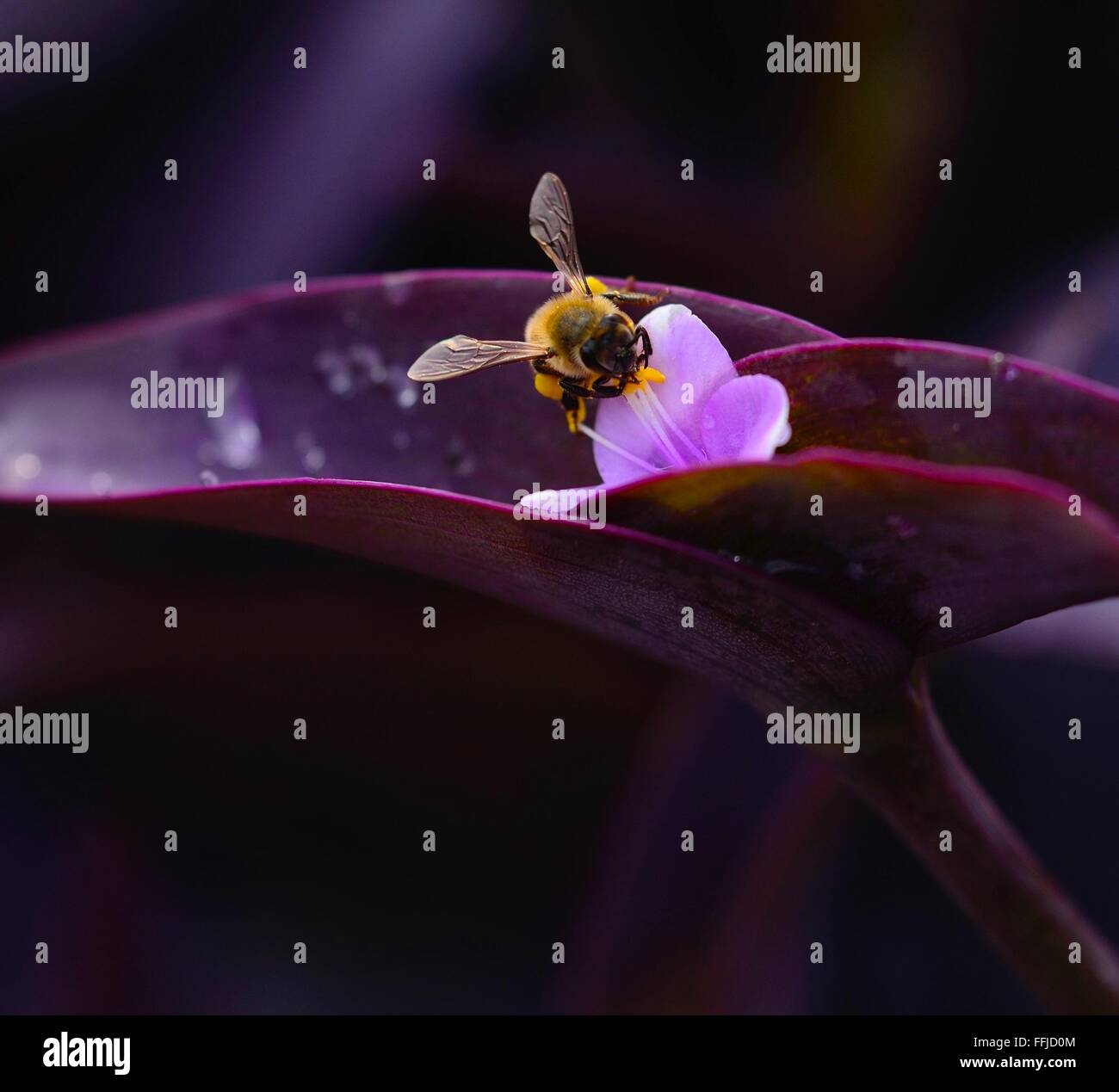 Bee with Flower Stock Photo - Alamy
