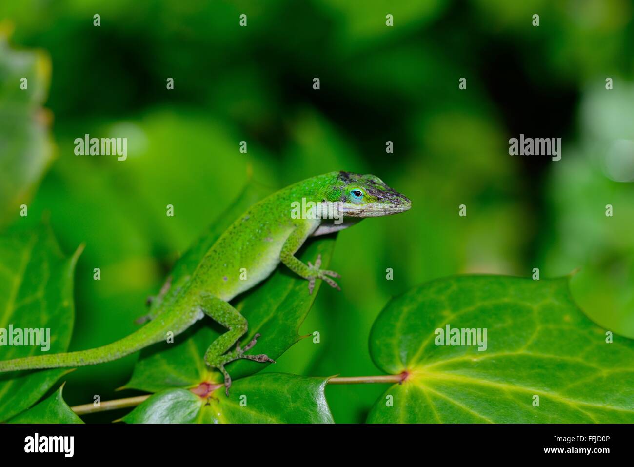 Green Lizard - Cuban Anole Stock Photo - Alamy