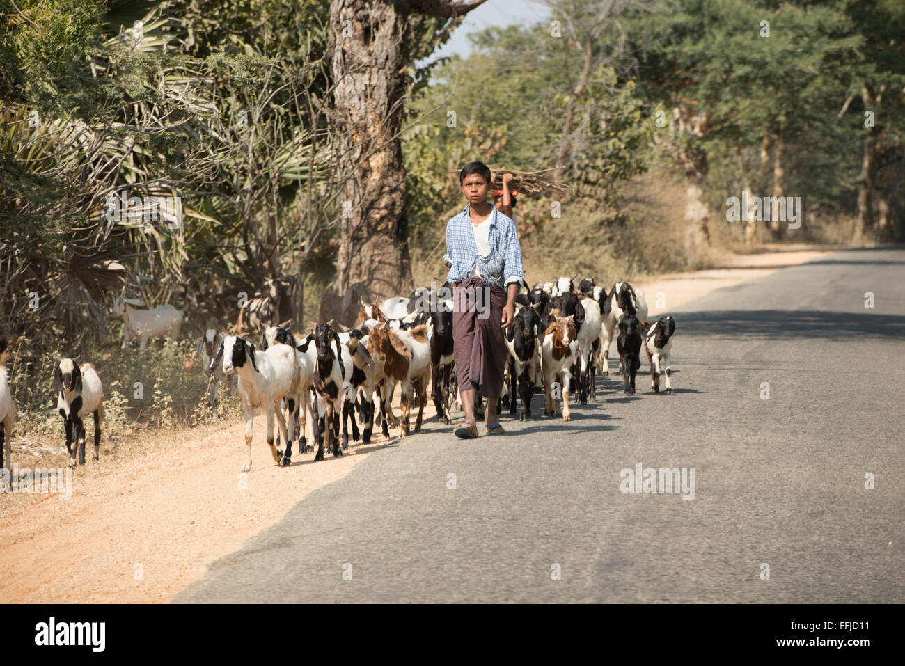 Burmese goat hi-res stock photography and images - Alamy