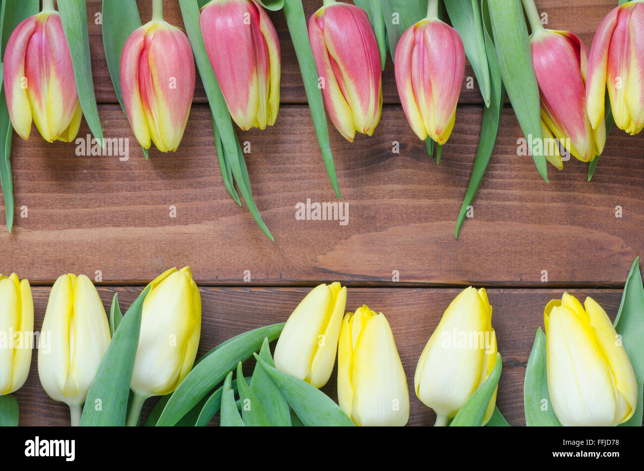 Spring tulip flowers hi-res stock photography and images - Alamy