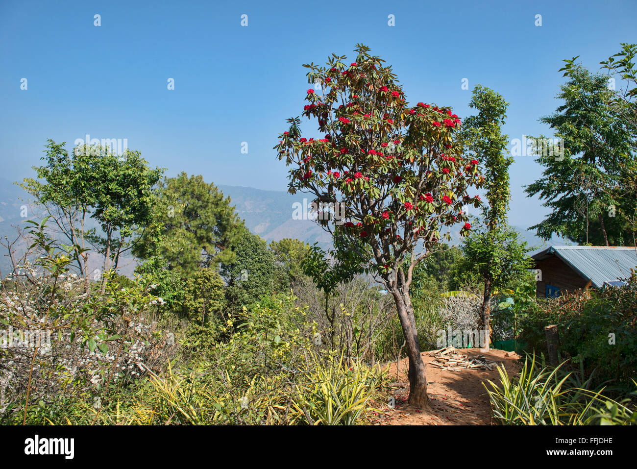 Rhododendron tree and plum blossoms, Mindat, Chin State, Myanmar Stock ...
