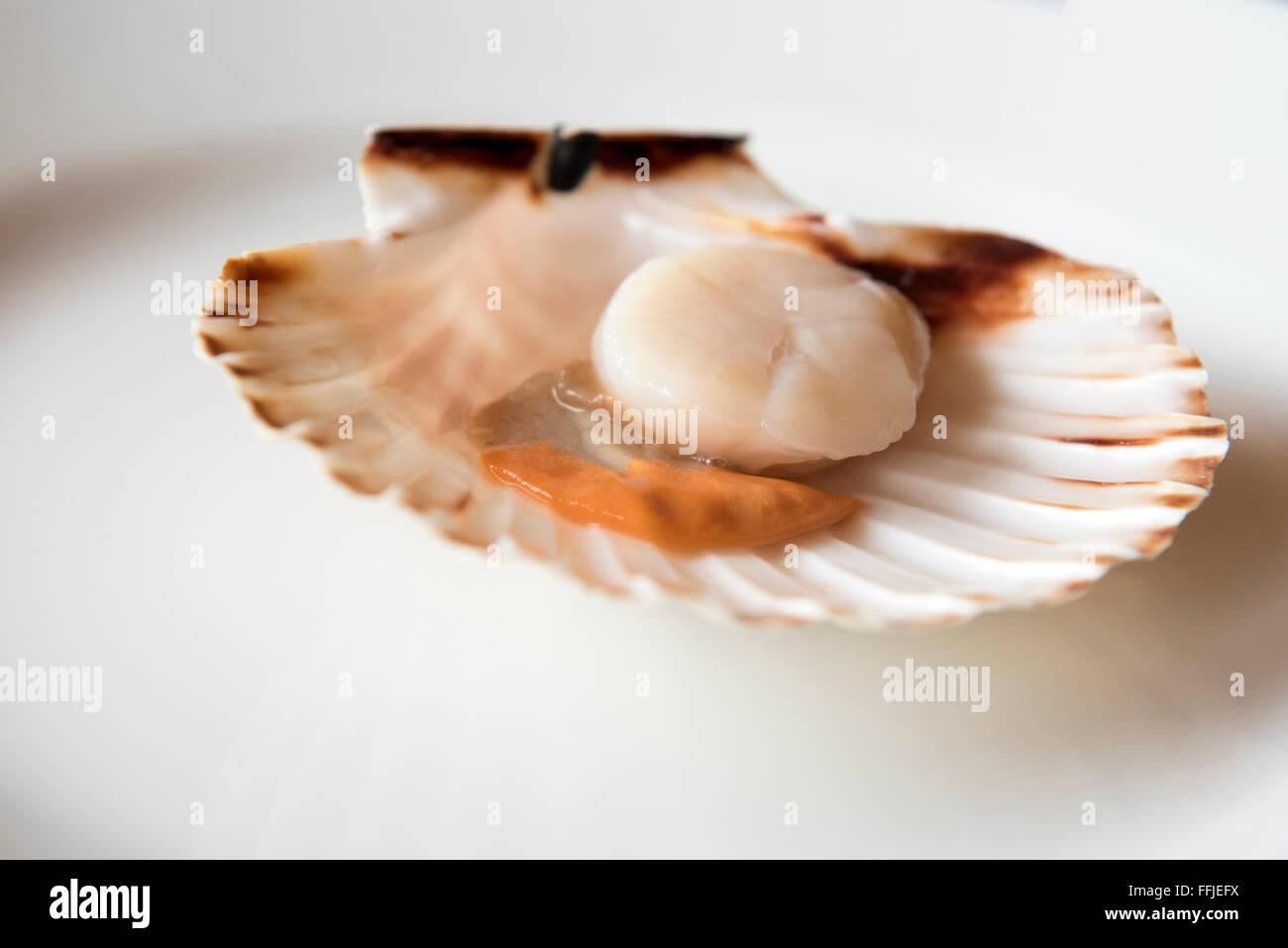 Fresh opened scallop on white dish Stock Photo - Alamy