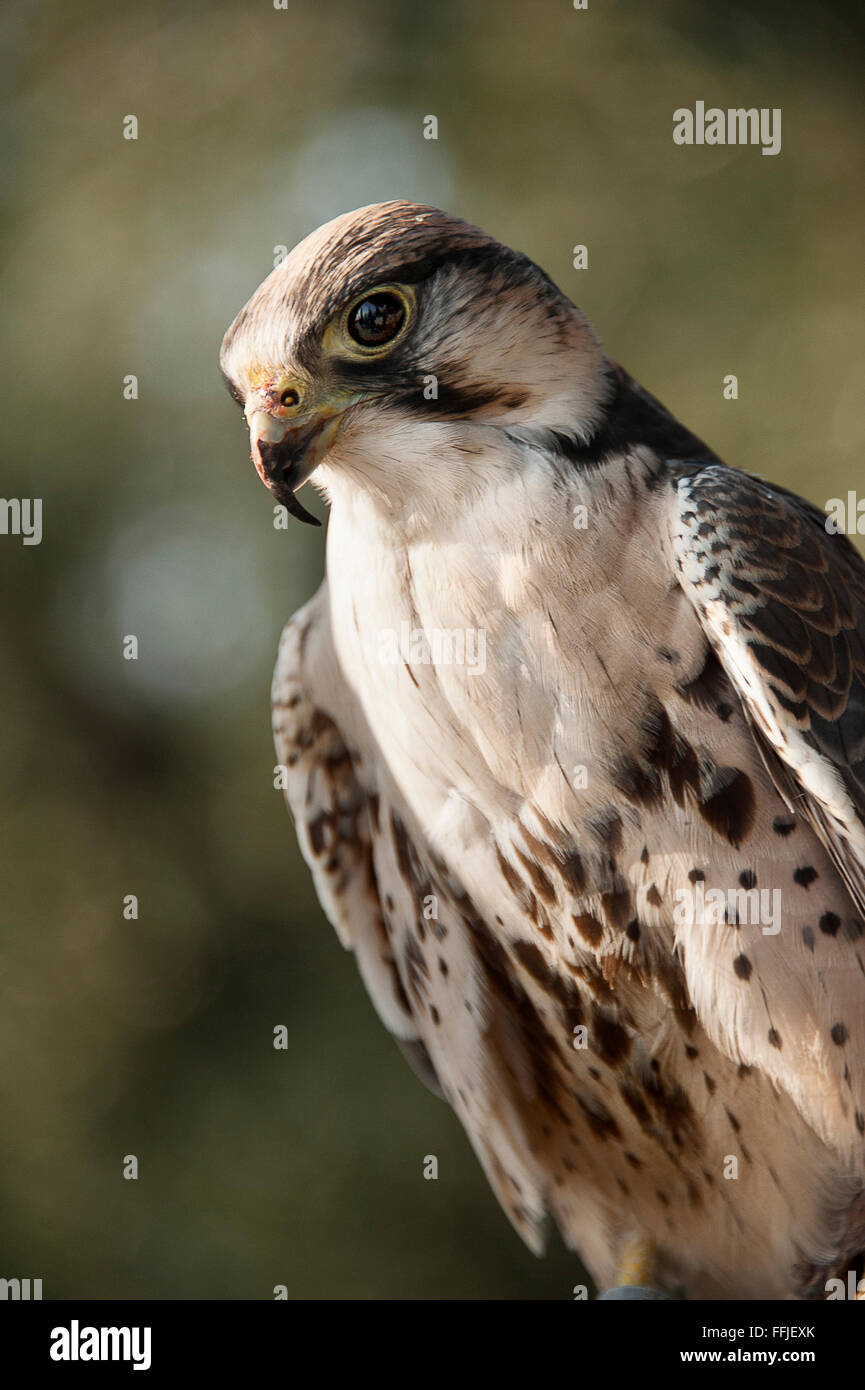Beautiful falcon against green background Stock Photo - Alamy