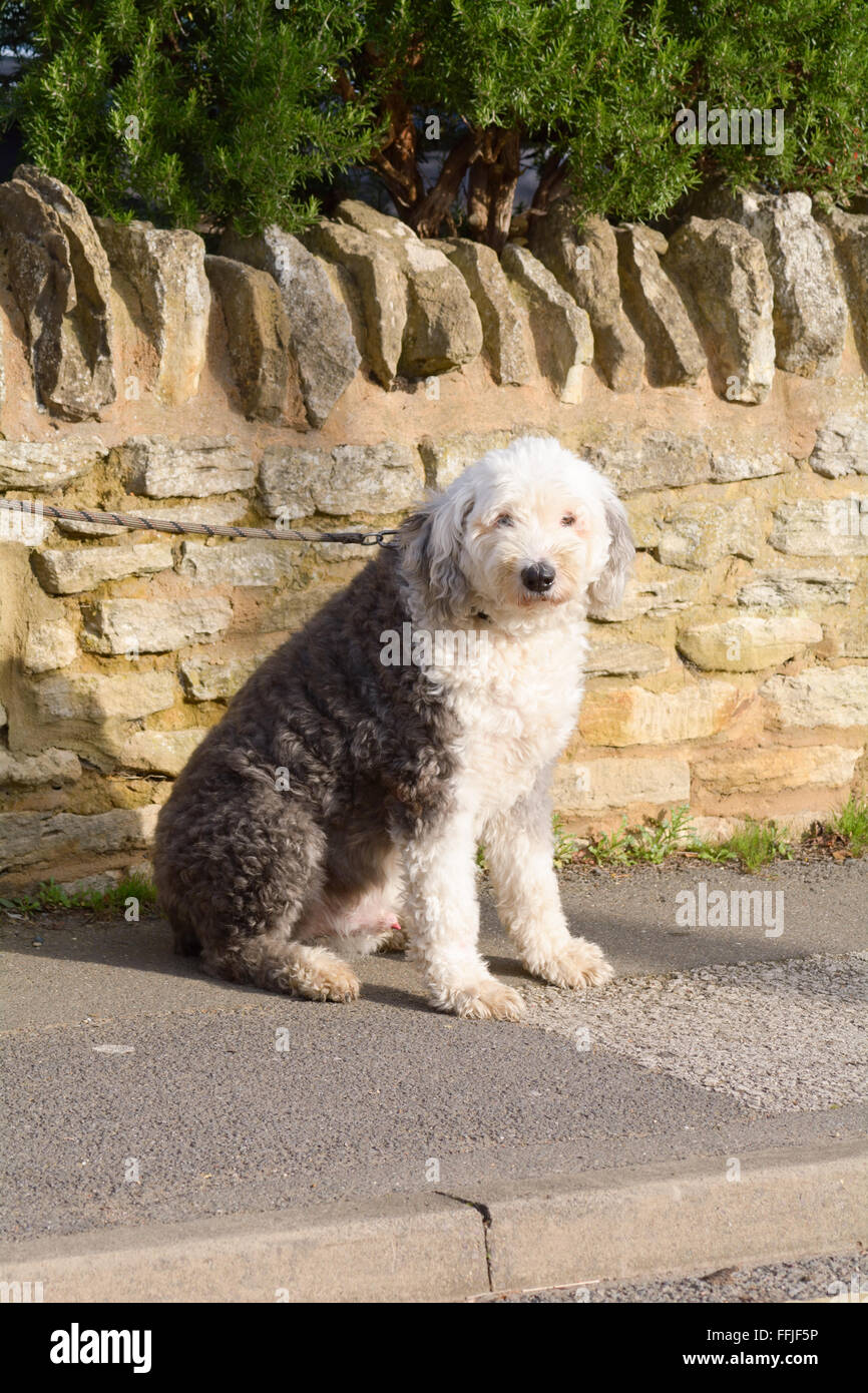 Old english sheepdog sitting hi-res stock photography and images - Alamy