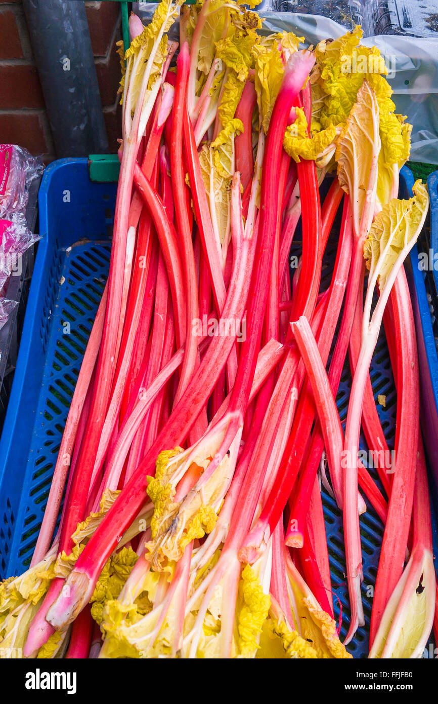 Early season Rhubarb for sale in North Yorkshire in February grown in ...