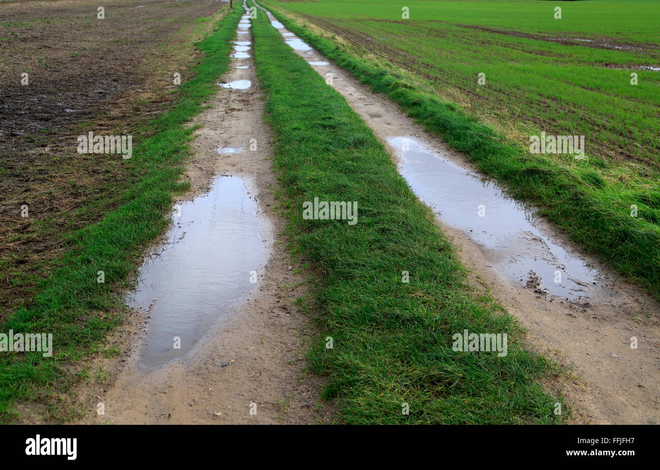 Puddles in farm track crossing fields, Alderton, Suffolk, England, UK ...