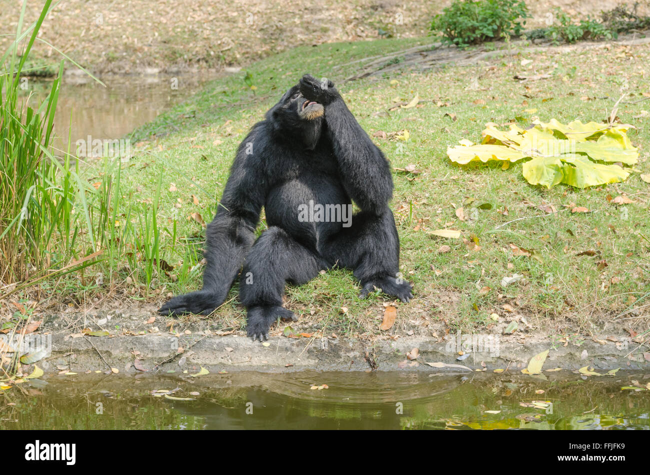 Monkey drinking water hi-res stock photography and images - Alamy
